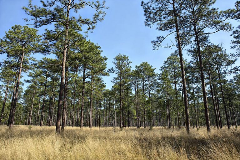 Woods - Jones Center