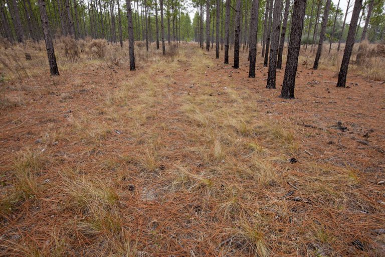 Ecological restoration of longleaf pine - Jones Center