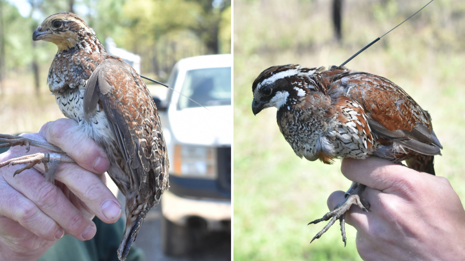 The Secret Life of Quail: A Collaborative Monitoring Effort - Jones Center