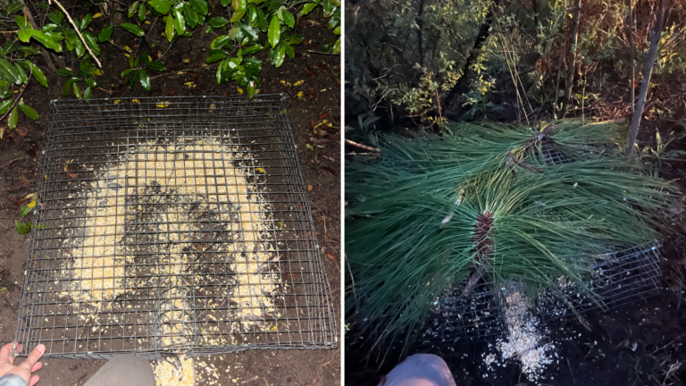 The Secret Life of Quail: A Collaborative Monitoring Effort - Jones Center