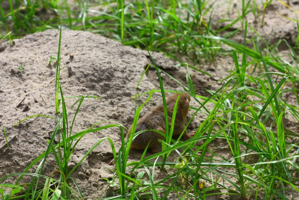 Habitat Preferences of a Small Ecosystem Engineer - Jones Center