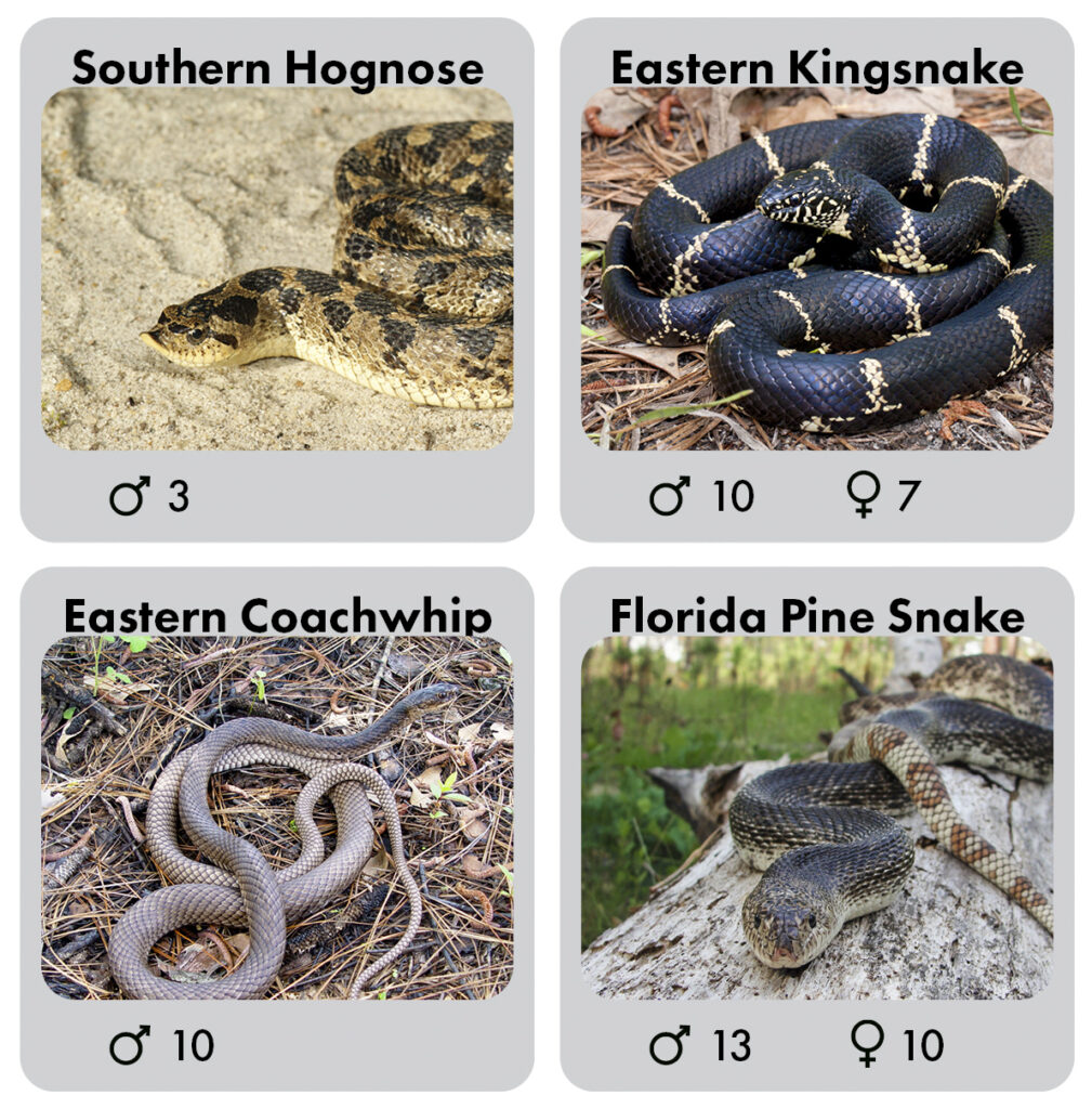 How Long Do Snakes Live in the Wild? - Jones Center