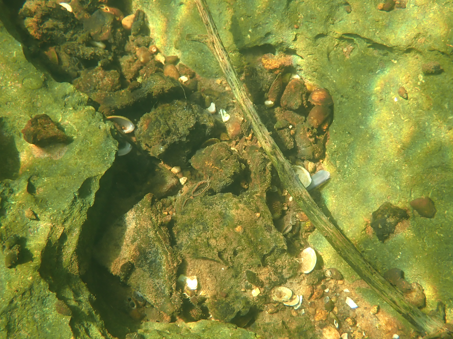 New Habitat Conservation Plan aims to benefit freshwater mussels and ...