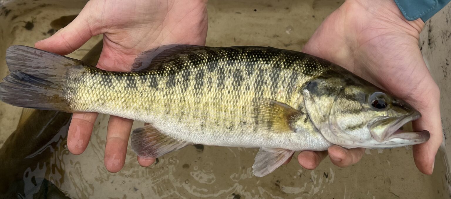 New Poster Highlights the Fish Biodiversity of the Flint River - Jones Center