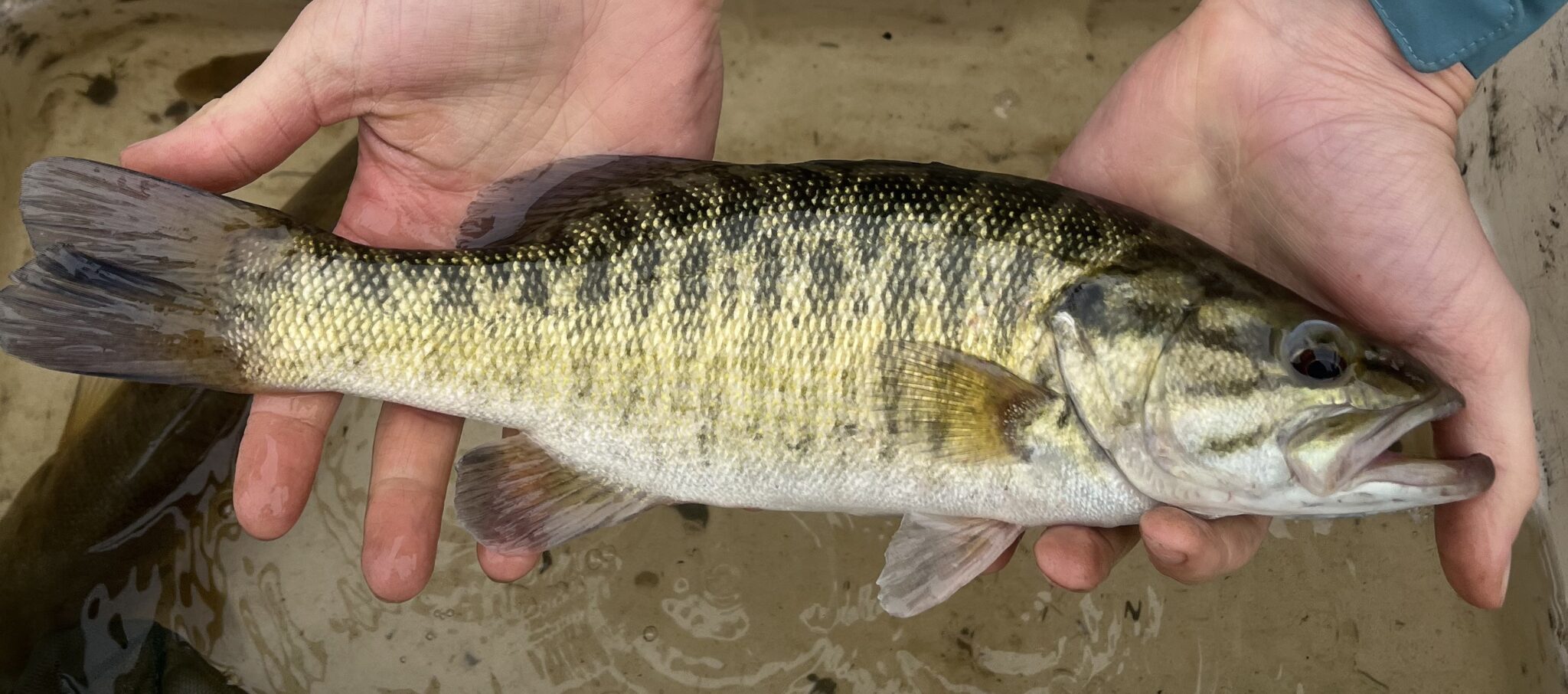 New Poster Highlights the Fish Biodiversity of the Flint River - Jones ...