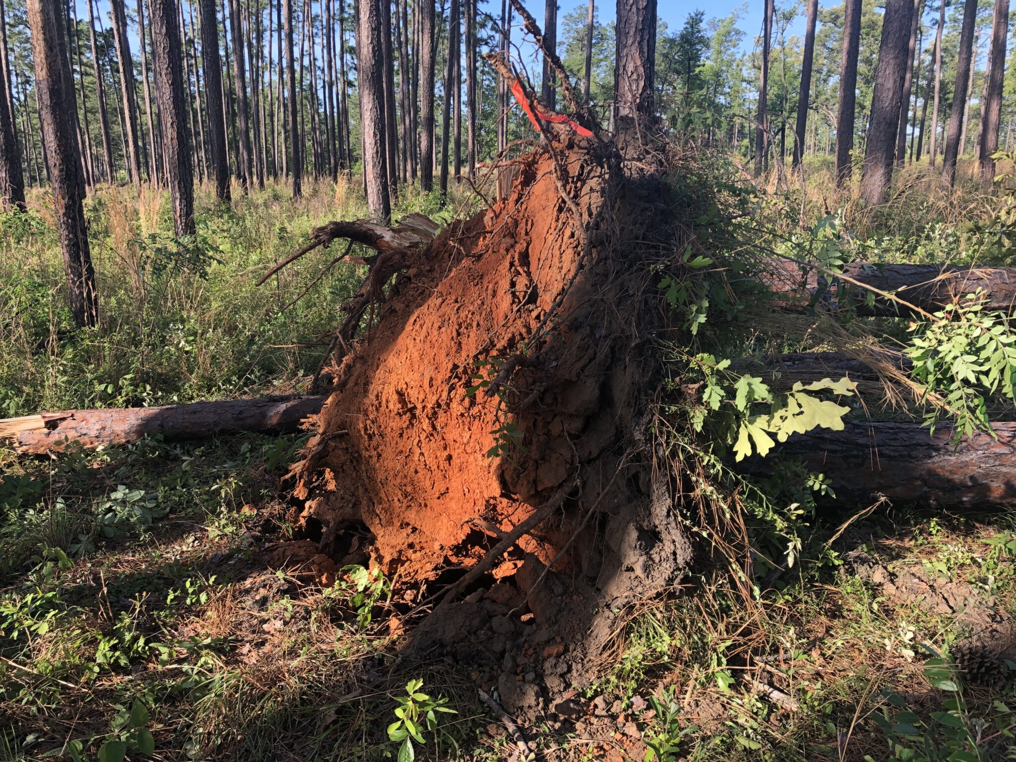 Wildlife Responses to Newly Formed Pine Tip-Ups - Jones Center
